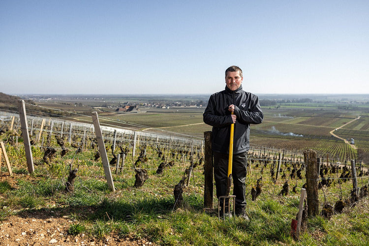 90 ára gamall vínviður – Sante.is